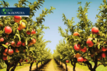 Orchard Planting System - The Agropedia